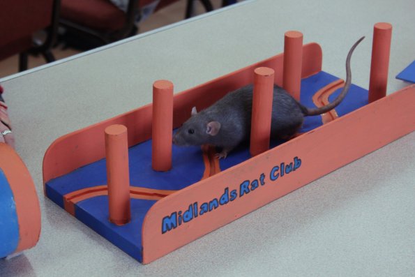 Training and Tricks – The Rat Wiki