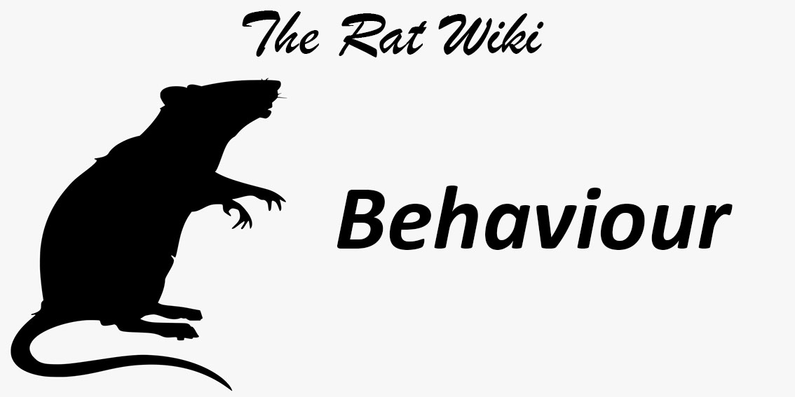 Behaviour – The Rat Wiki