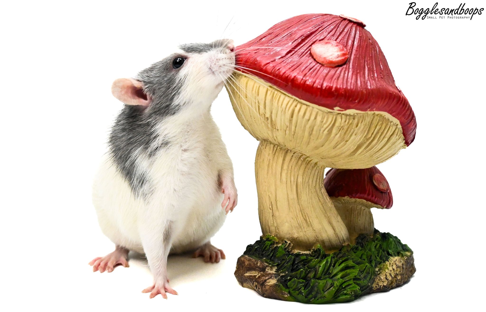 The Rat Wiki – The Ultimate Source of Information for Pet Rat Care