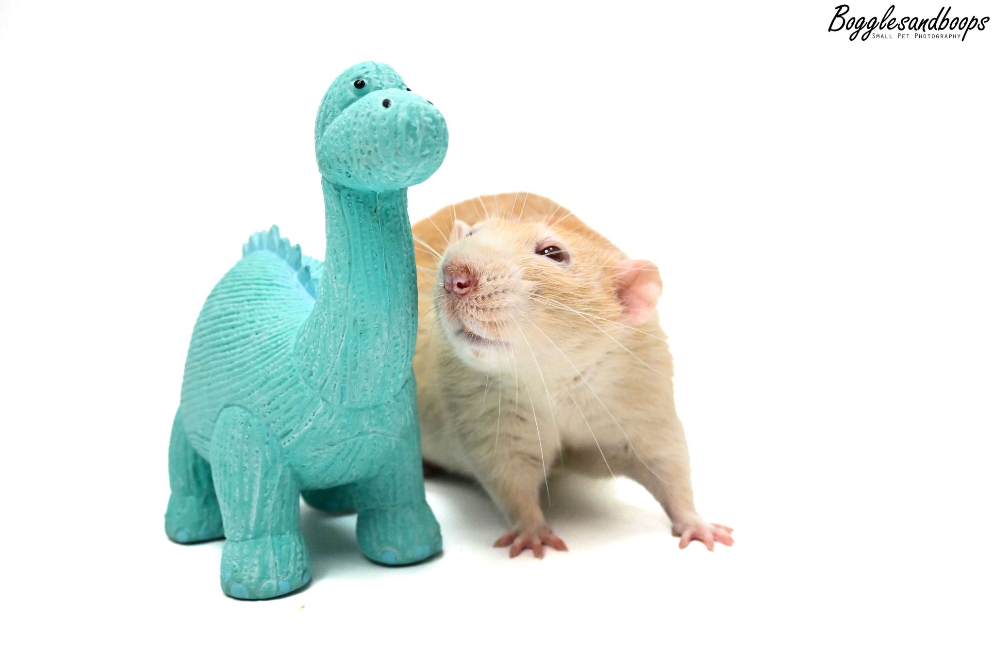 The Rat Wiki – The Ultimate Source of Information for Pet Rat Care