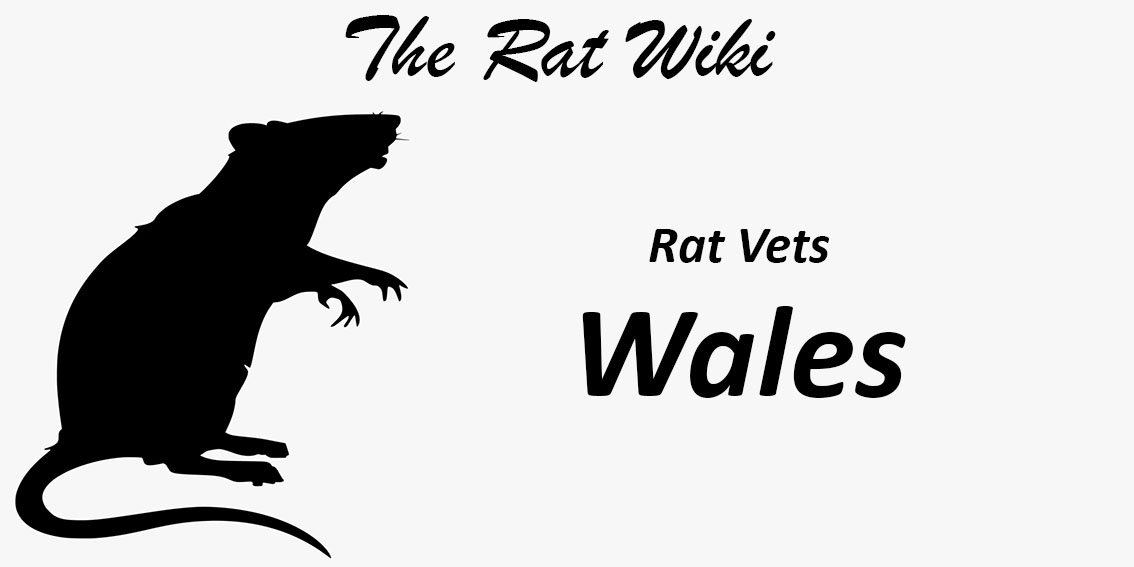 Exotic and Rat Savvy Vets – The Rat Wiki