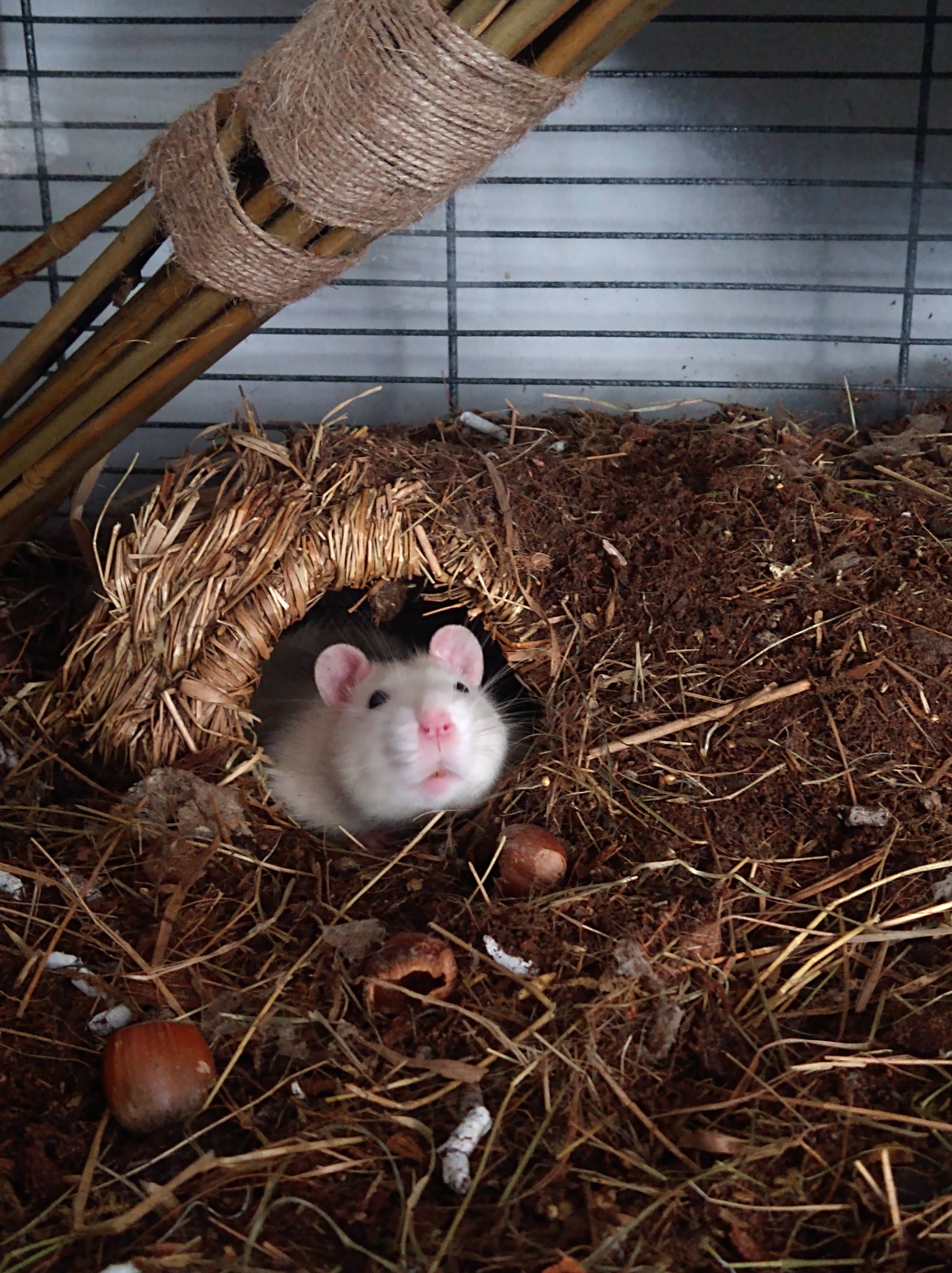 Cage Setup and Accessories – The Rat Wiki