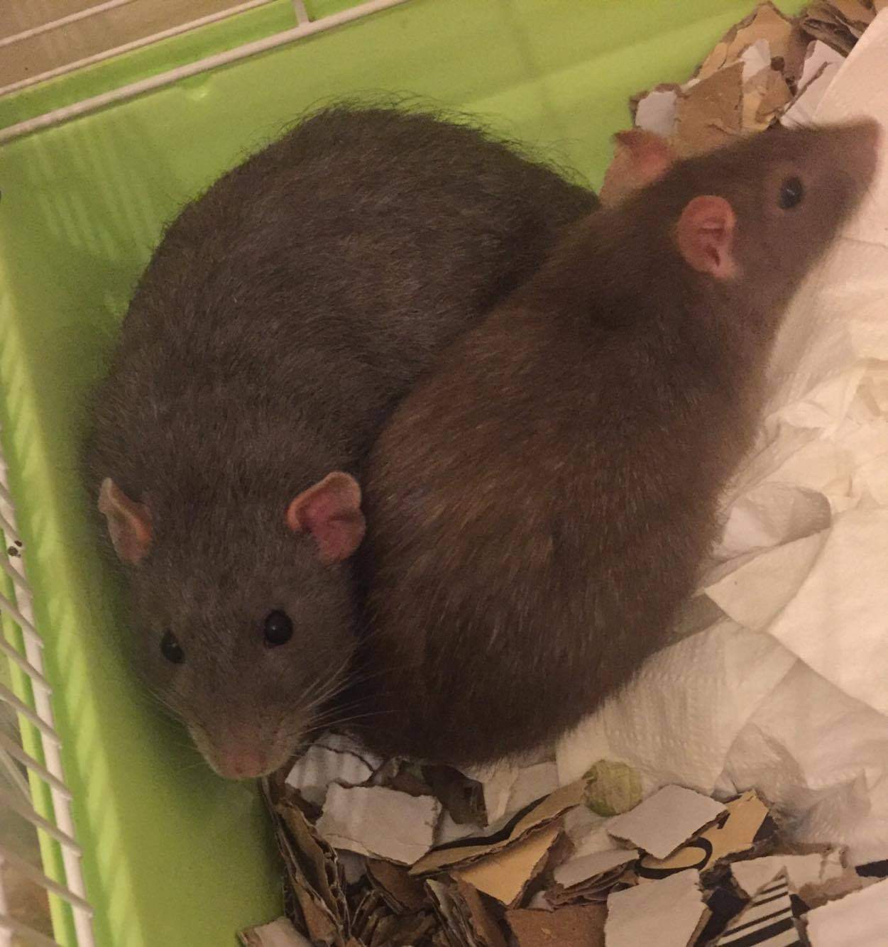 Breeding – The Rat Wiki