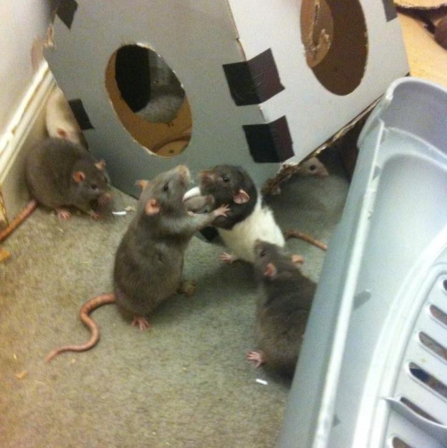 Behaviour – The Rat Wiki