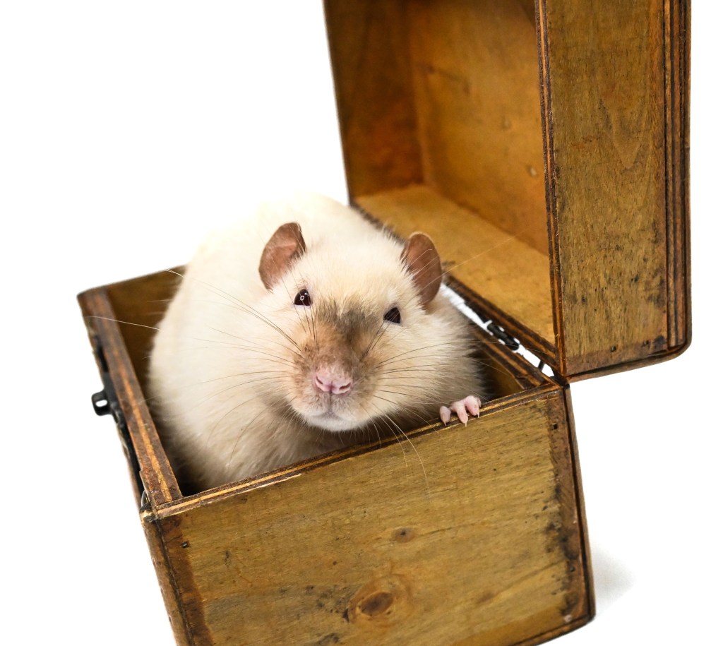 Varieties – The Rat Wiki