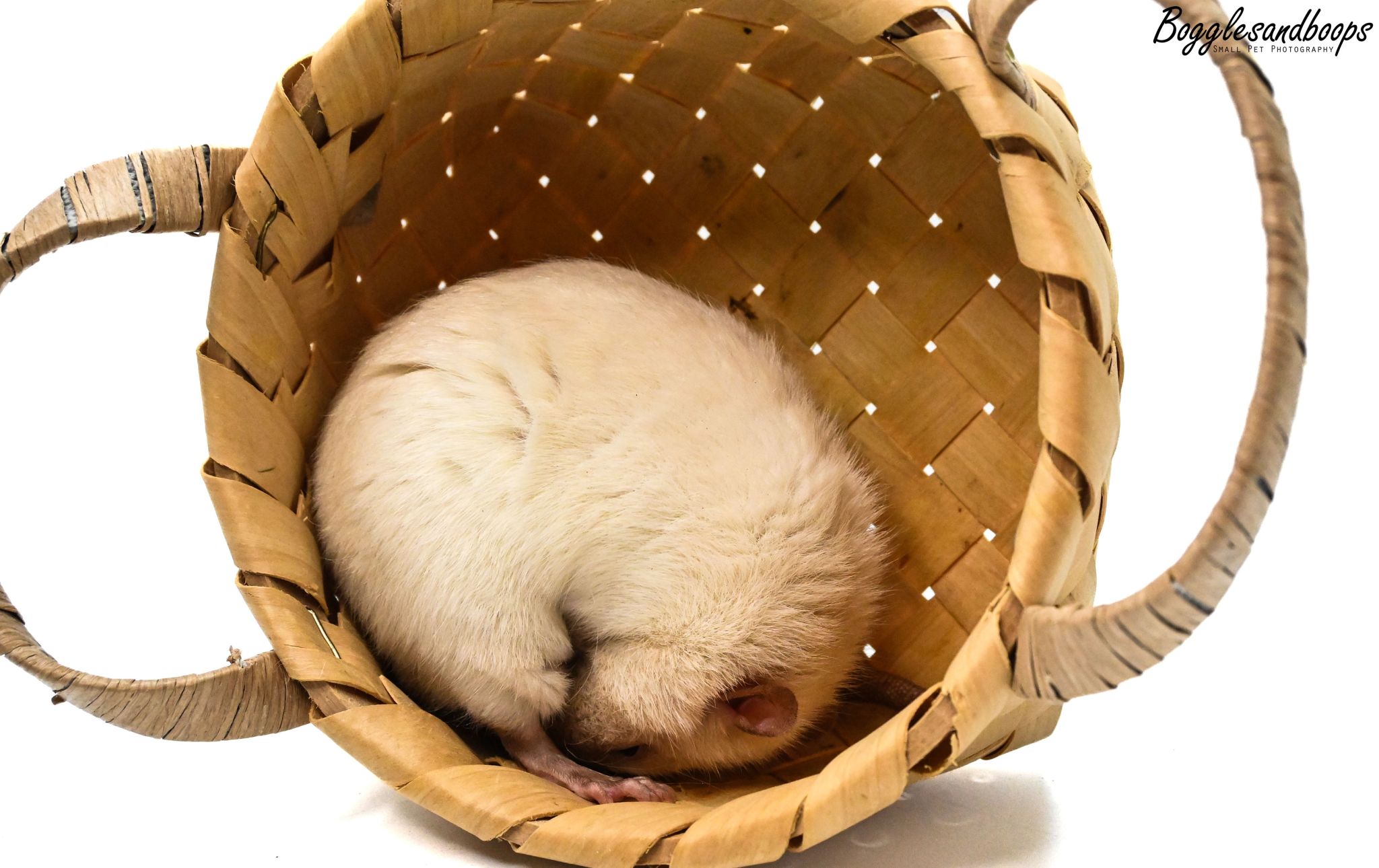 Behaviour – The Rat Wiki