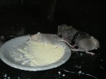 Diet and Nutrition – The Rat Wiki