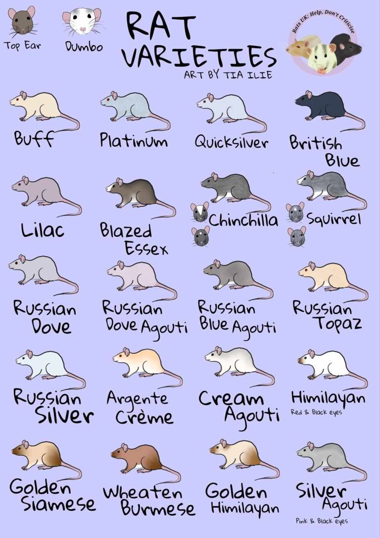 Varieties – The Rat Wiki