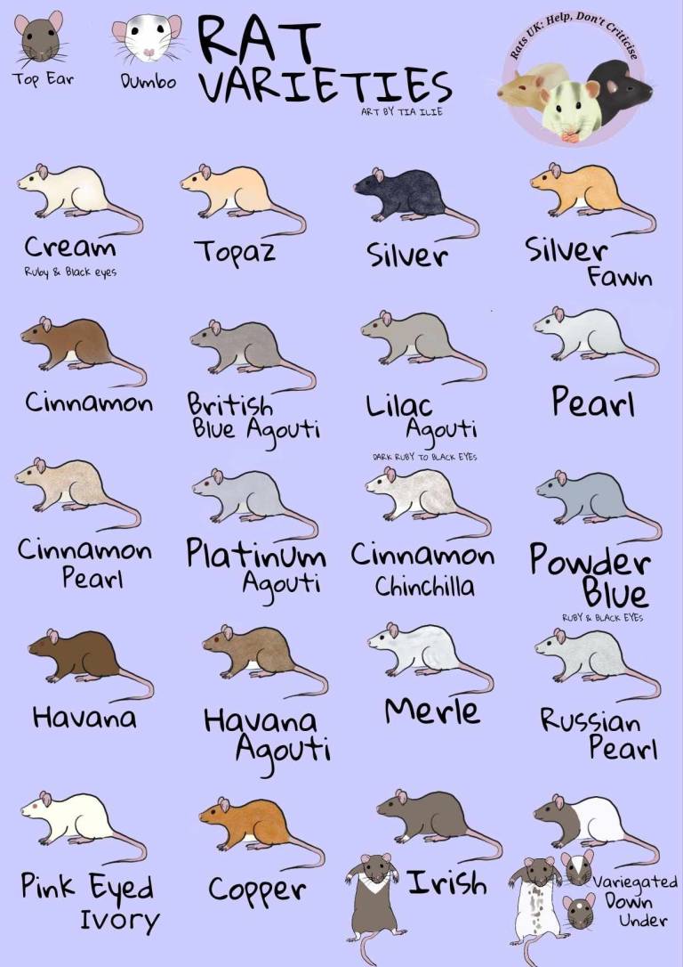 Varieties – The Rat Wiki