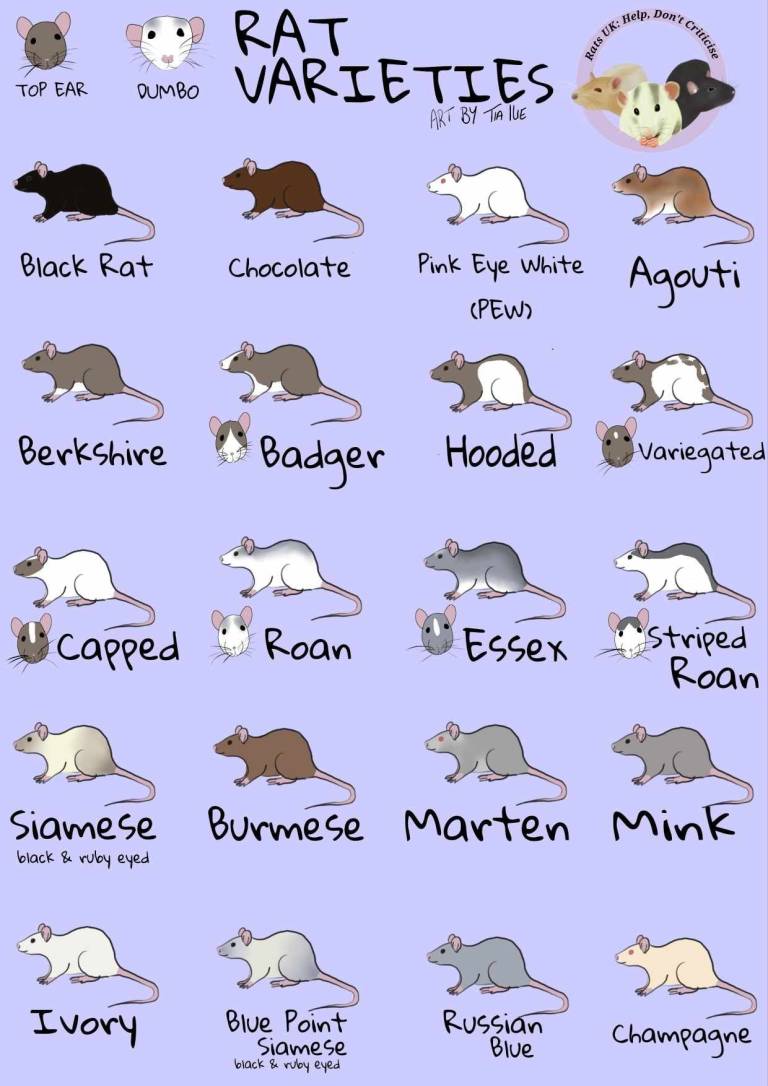 Varieties – The Rat Wiki