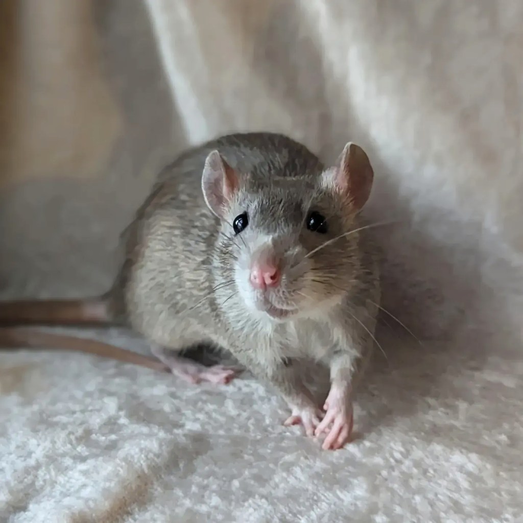 Varieties – The Rat Wiki