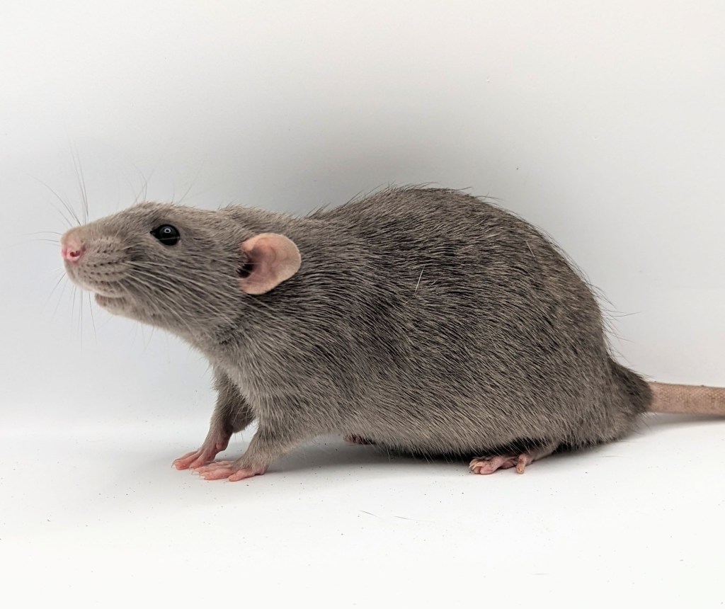 Varieties – The Rat Wiki
