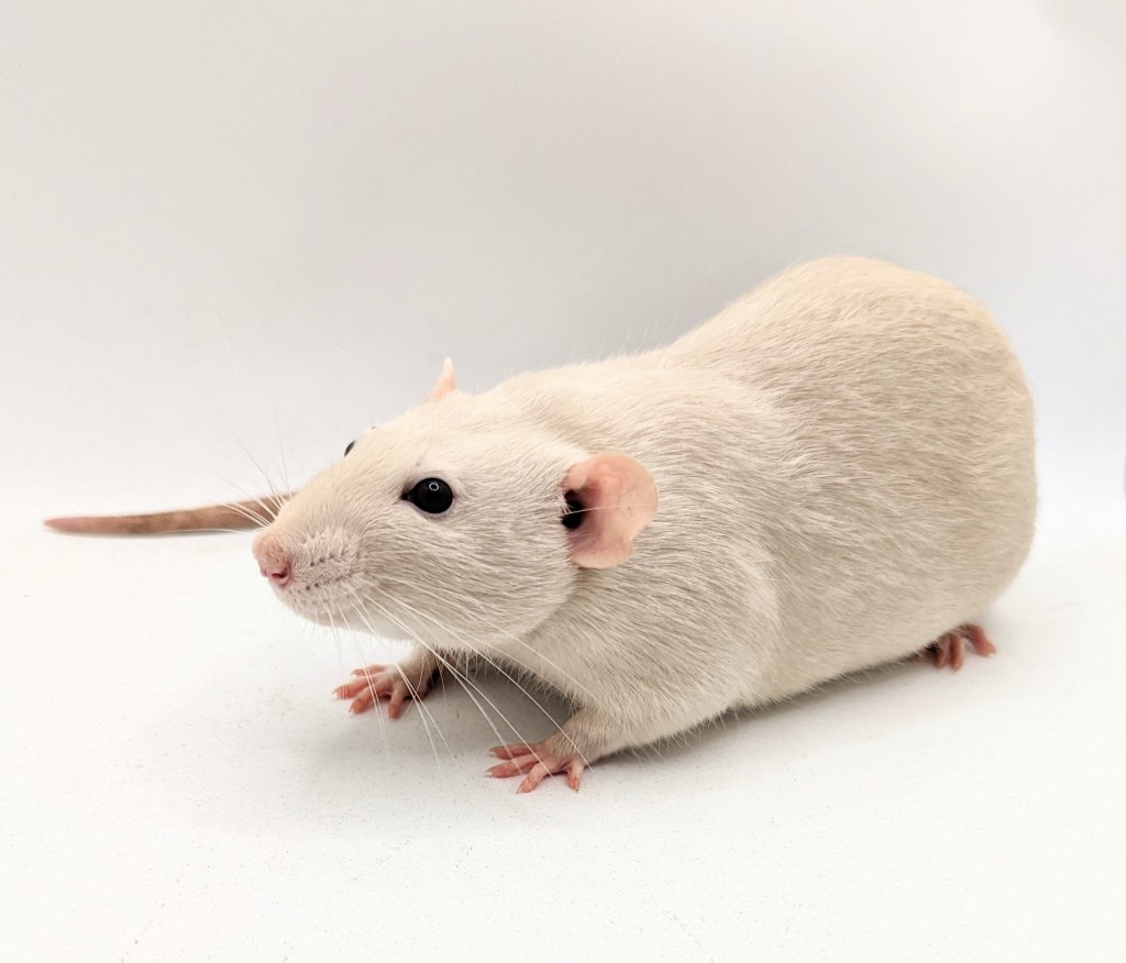 Varieties – The Rat Wiki