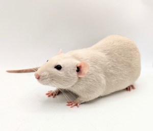 Varieties – The Rat Wiki