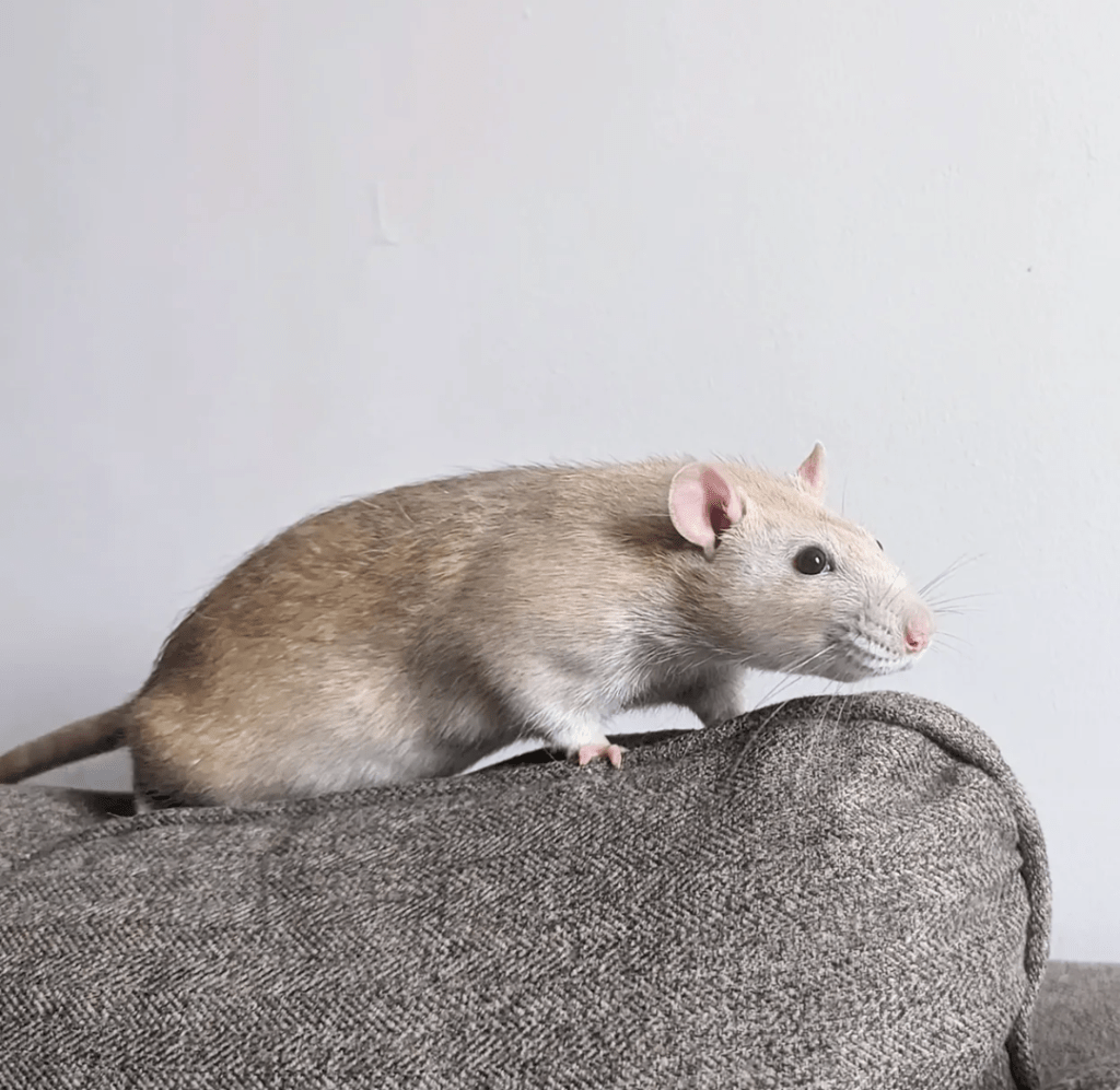 Varieties – The Rat Wiki
