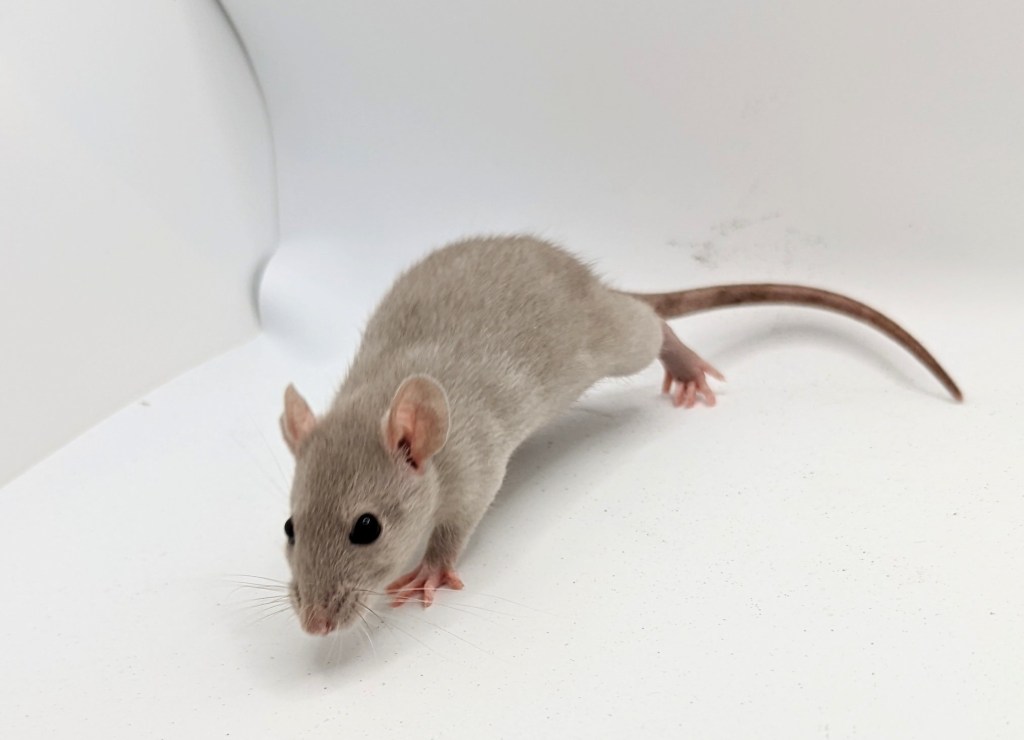 Varieties – The Rat Wiki