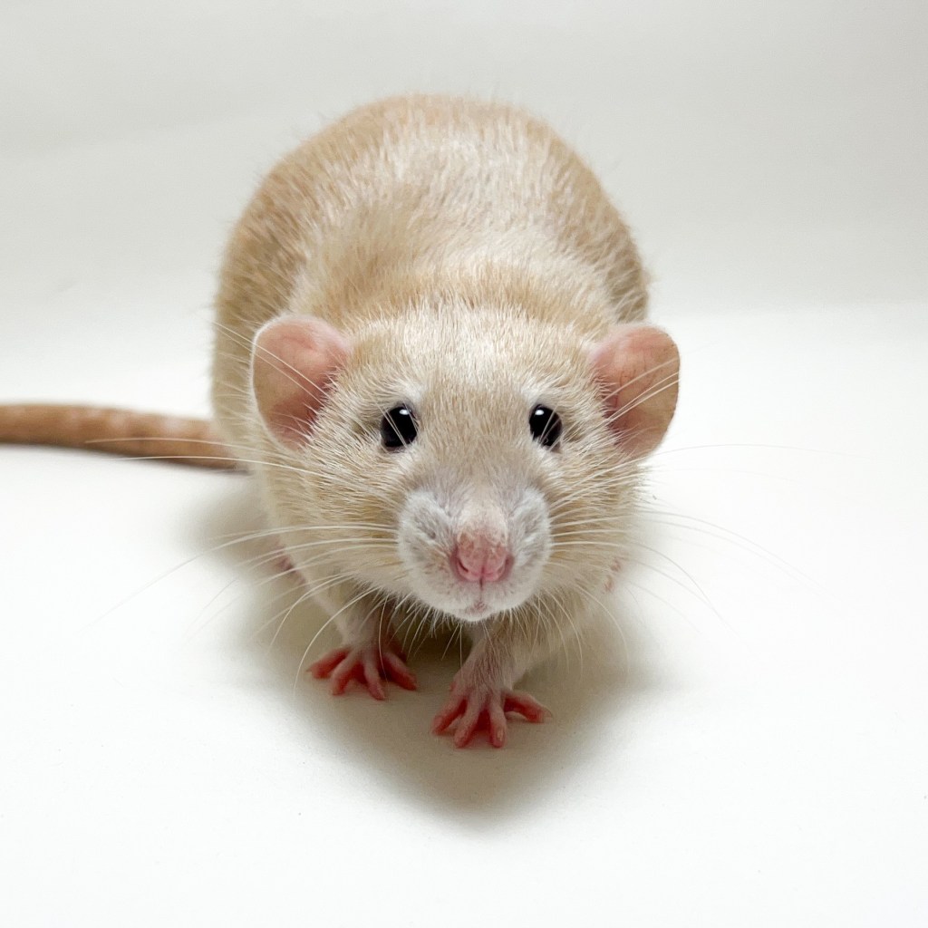 Varieties – The Rat Wiki