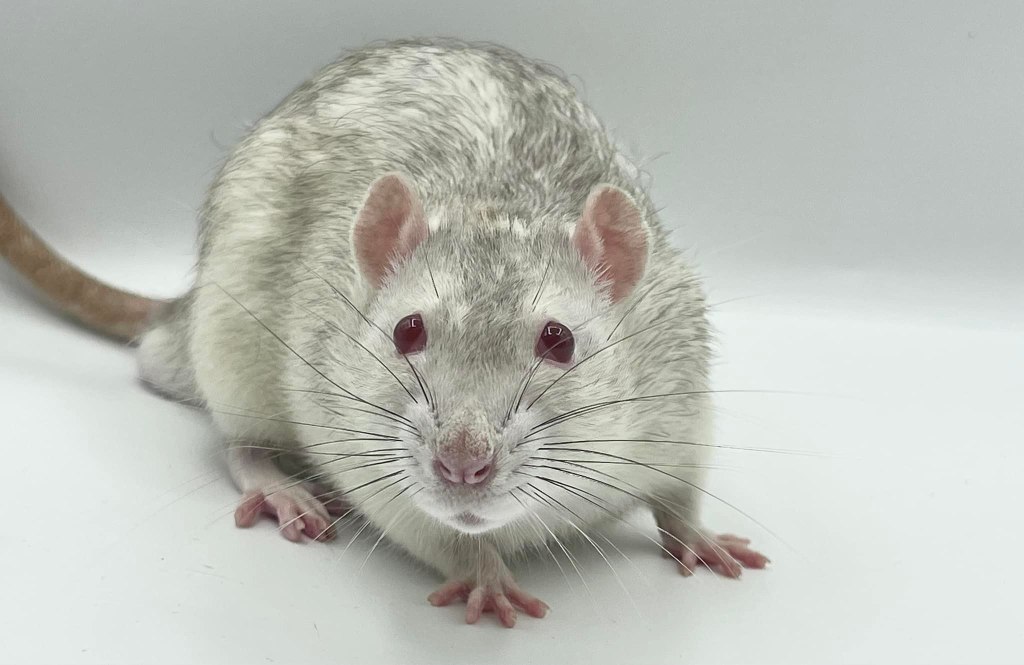 Varieties – The Rat Wiki