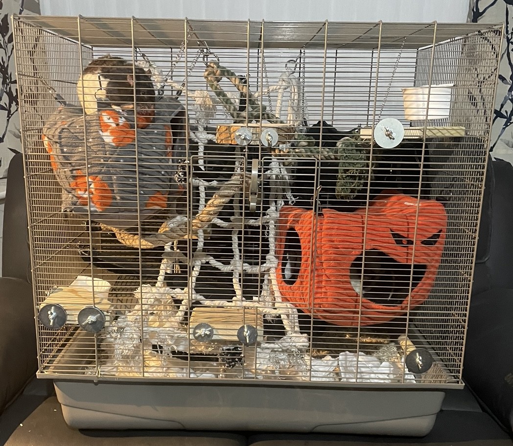 Cage Setup and Accessories – The Rat Wiki