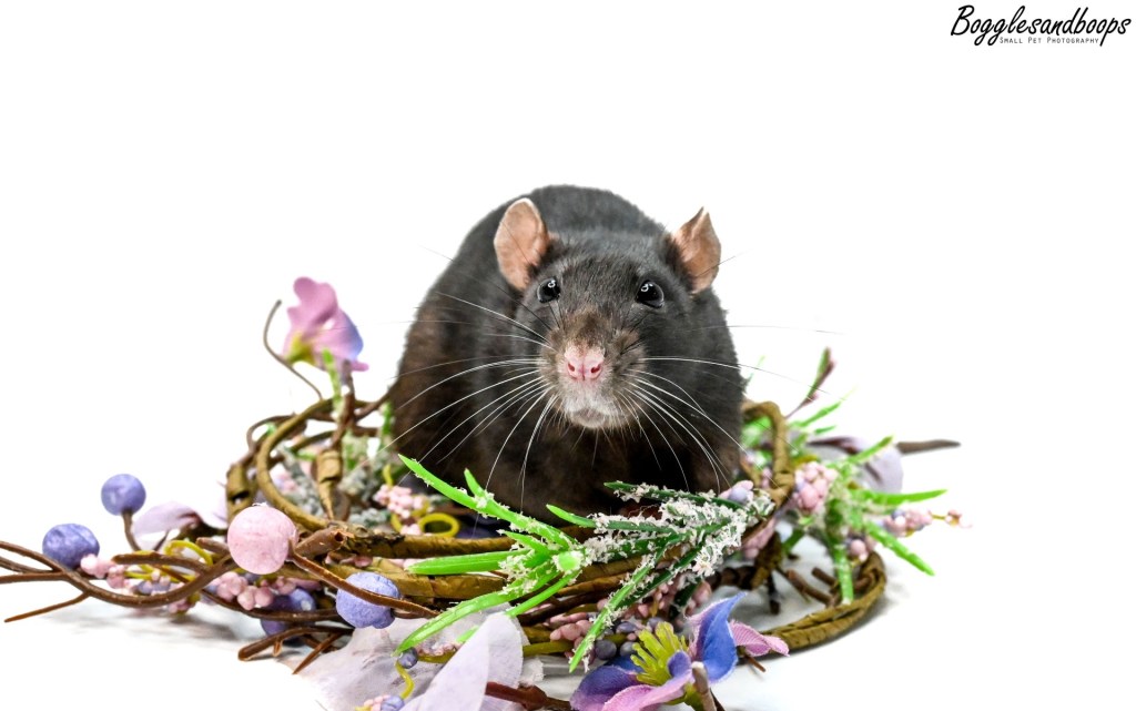 Varieties – The Rat Wiki