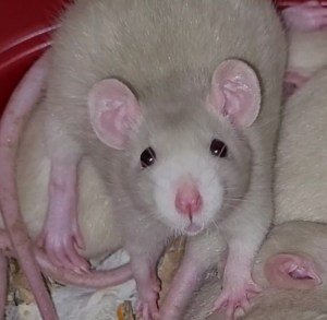 Varieties – The Rat Wiki