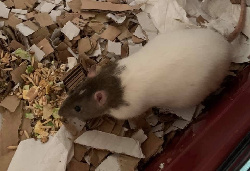 Varieties – The Rat Wiki