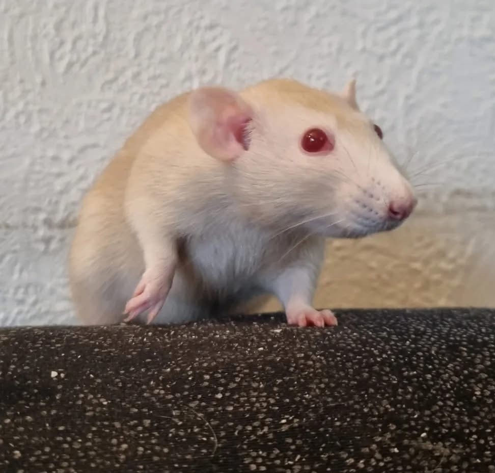 Varieties – The Rat Wiki