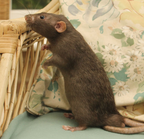 Varieties – The Rat Wiki