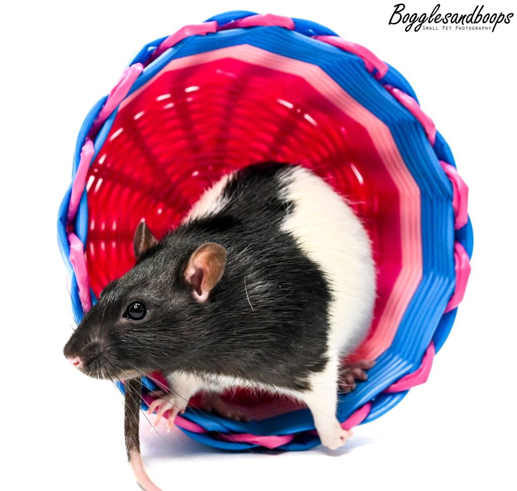 Varieties – The Rat Wiki