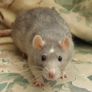 Varieties – The Rat Wiki