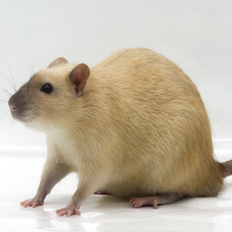 Varieties – The Rat Wiki