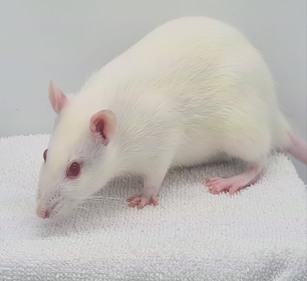 Varieties – The Rat Wiki