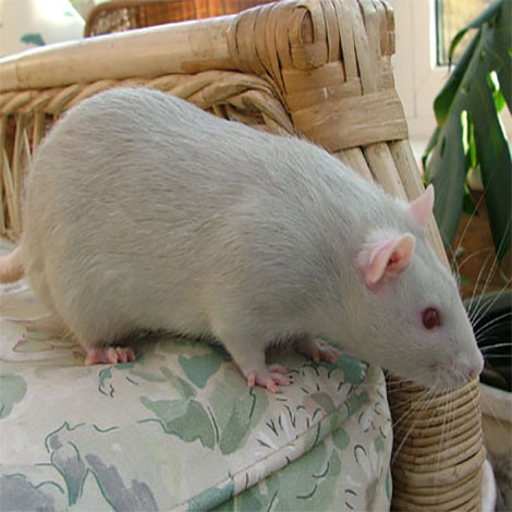 Varieties – The Rat Wiki