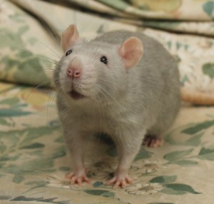 Varieties – The Rat Wiki