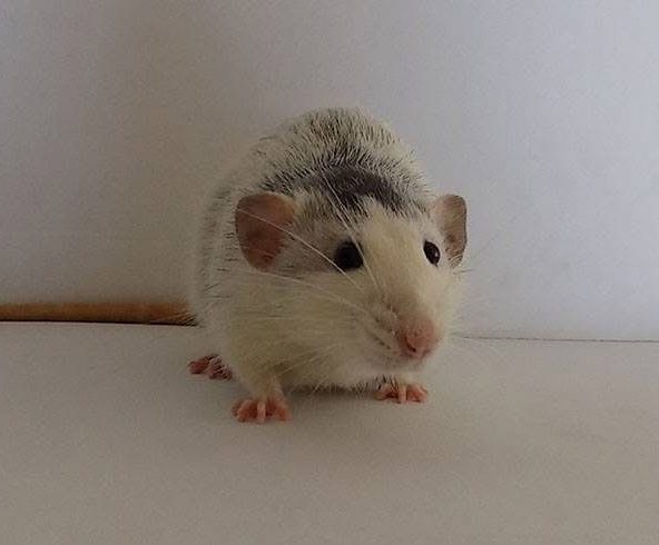 Varieties – The Rat Wiki