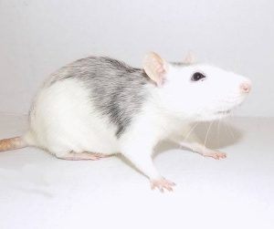 Varieties – The Rat Wiki
