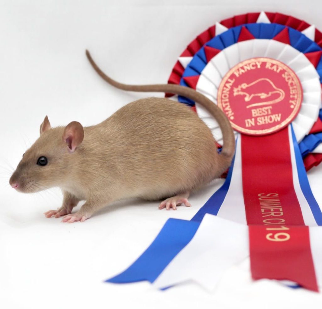 Varieties – The Rat Wiki