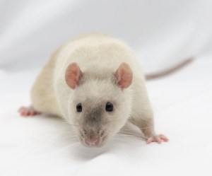 Varieties – The Rat Wiki