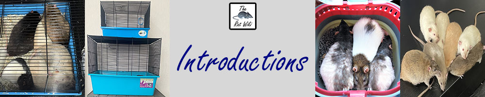 Introductions – The Rat Wiki