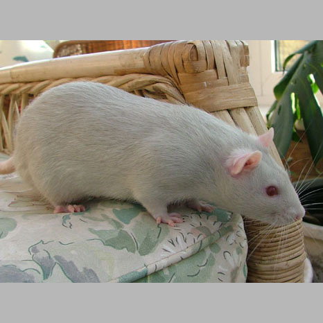 Varieties – The Rat Wiki