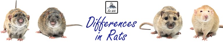 Differences In Rats – The Rat Wiki