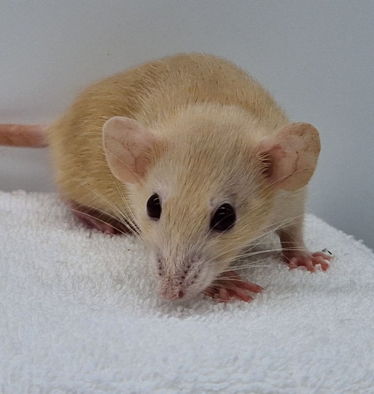 Dwarf Rat Care – The Rat Wiki