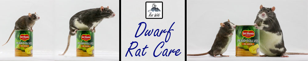 Dwarf Rat Care – The Rat Wiki