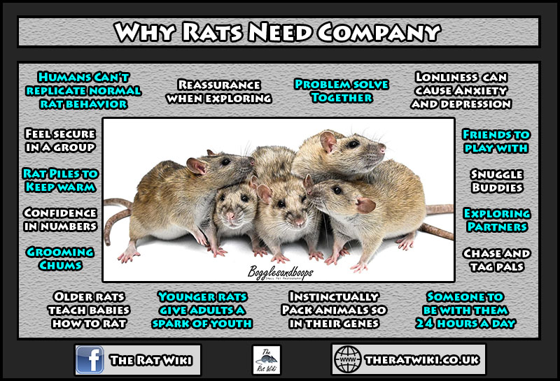 Behaviour – The Rat Wiki
